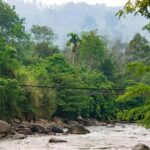 From Medan: Mount Leuser National Park Orang Utan Trip - The Value of This Jungle Adventure