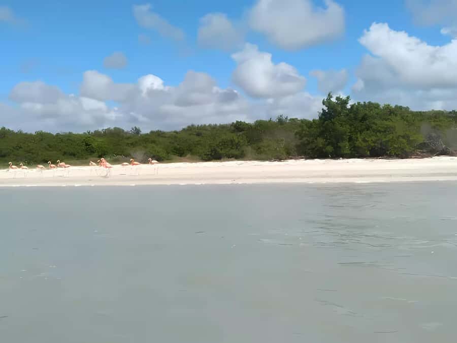 From Mérida: Celestún, flamingos, and the beach - What This Tour Means for You