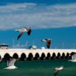 From Mérida: Dzibichaltún, El Corchito, and Progreso Trip - A Close Look at the Tour Experience