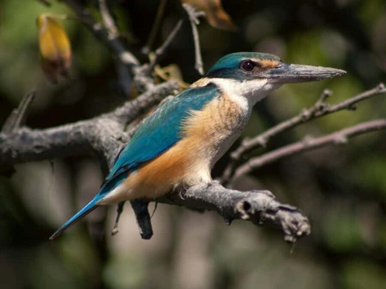 From Mirissa: Crocodile Watching River Boat Safari - Pricing and Value: Is It Worth It?