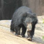 From: Mirissa - YALA Safari - To : Ella (Special Offer) - The Itinerary: What You Can Expect