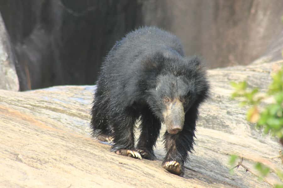 From: Mirissa - YALA Safari - To : Ella (Special Offer) - The Itinerary: What You Can Expect