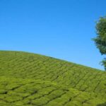 From Munnar: Letchmi Hills Trek Nature Walk Half Day Tour - The Itinerary Breakdown