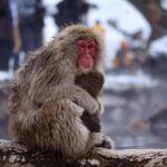 From Nagano & Tokyo: Snow Monkey Private Day Tour Customise - What Sets This Tour Apart