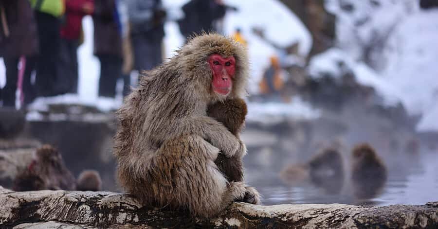 From Nagano & Tokyo: Snow Monkey Private Day Tour Customise - What Sets This Tour Apart