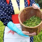 From Nagoya: Wagashi Workshop & Matcha Tea Field Tour - Transportation, Timing, and Group Size
