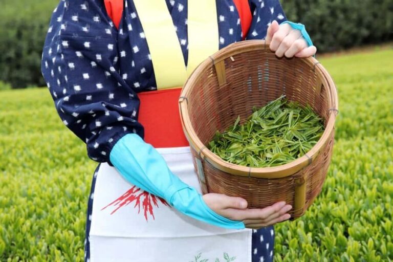 From Nagoya: Wagashi Workshop & Matcha Tea Field Tour - Transportation, Timing, and Group Size
