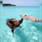 From Nassau: Swim with Pigs Safari - What to Expect and Why It Matters