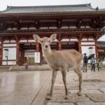 From Osaka: Himeji, Kobe and Nara trip - Authentic experiences and guide insights