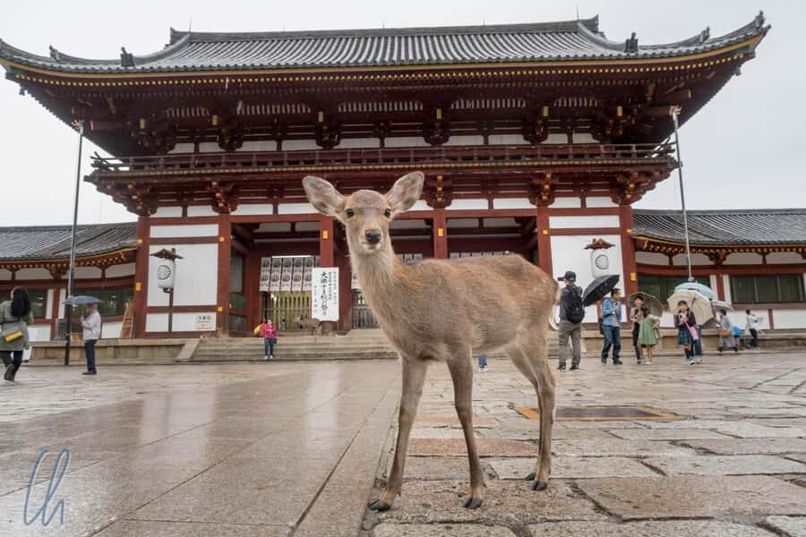 From Osaka: Himeji, Kobe and Nara trip - Authentic experiences and guide insights