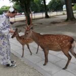 From Osaka/Kobe Port: Nara Private Tour with Guide & Driver - What Makes This Tour Stand Out?