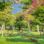 From Osaka/Kyoto: Arashiyama, Nara Park & Fushimi Inari Tour - Why This Tour Offers Great Value