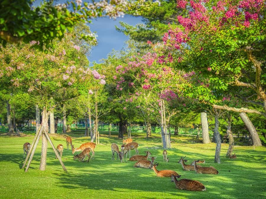 From Osaka/Kyoto: Arashiyama, Nara Park & Fushimi Inari Tour - Why This Tour Offers Great Value