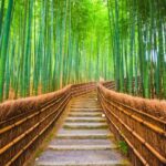 From Osaka/Kyoto: Kyoto Nara Day Trip Highlights - The Experience — What Travelers Say