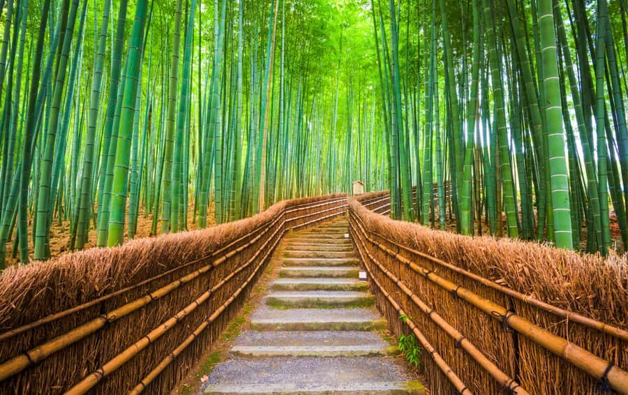 From Osaka/Kyoto: Kyoto Nara Day Trip Highlights - The Experience — What Travelers Say