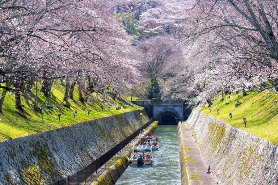 From Osaka: Kyoto Temples, Shrines & Cherry Blossom Day Trip - How Do Travelers Feel?