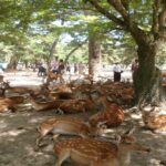 From Osaka: Nara Private Guided Day Trip with Flexible Tour - Why Choose This Tour?
