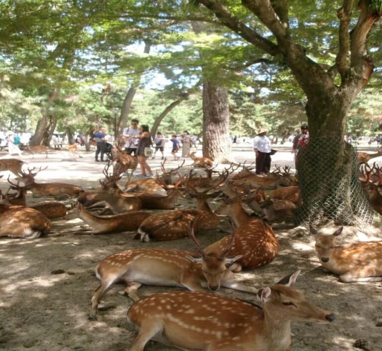 From Osaka: Nara Private Guided Day Trip with Flexible Tour - Why Choose This Tour?
