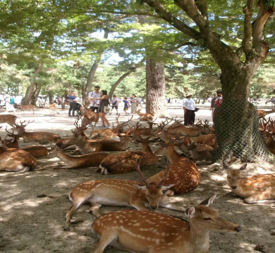 From Osaka: Nara Private Guided Day Trip with Flexible Tour - Why Choose This Tour?