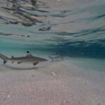 From Phi Phi Island: Maya Bay Sunset & Plankton by Speedboat - The Itinerary Breakdown — What’s in Store