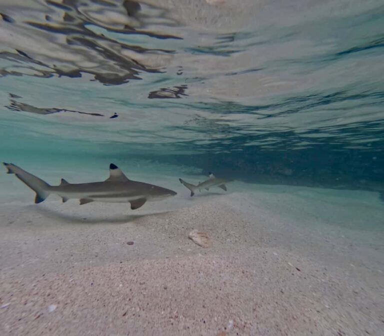 From Phi Phi Island: Maya Bay Sunset & Plankton by Speedboat - The Itinerary Breakdown — What’s in Store