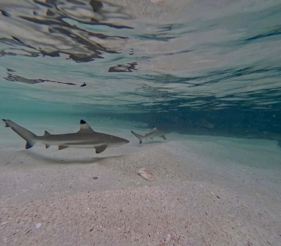 From Phi Phi Island: Maya Bay Sunset & Plankton by Speedboat - The Itinerary Breakdown — What’s in Store