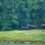 From Phuket: Cheow Lan Lake Overnight Resort Stay with Meals - Day Two: More Adventure and Scenic Views