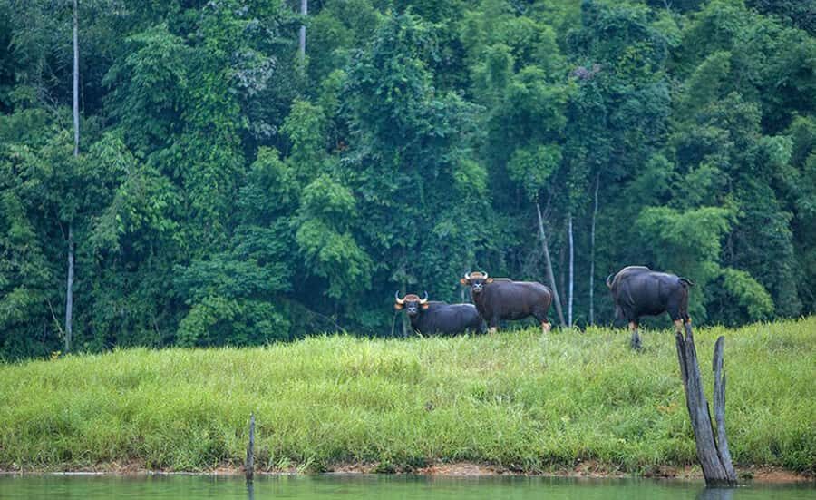 From Phuket: Cheow Lan Lake Overnight Resort Stay with Meals - Day Two: More Adventure and Scenic Views