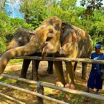 From Phuket: Elephant Reserve Tour with Meal & Transfer - Why This Tour Stands Out