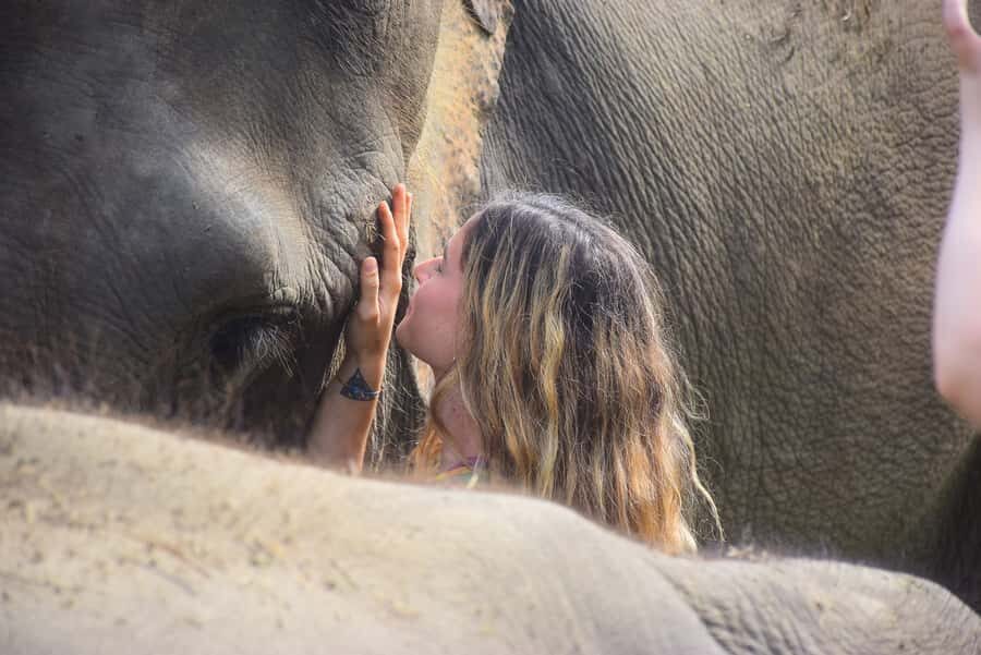 From Phuket: Elephant Sanctuary Tour with Lunch & Pickup - Why Travelers Love This Tour