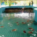 From Phuket: Elephant & Sea Turtle Conservation Private Tour - What Makes This Tour Stand Out?