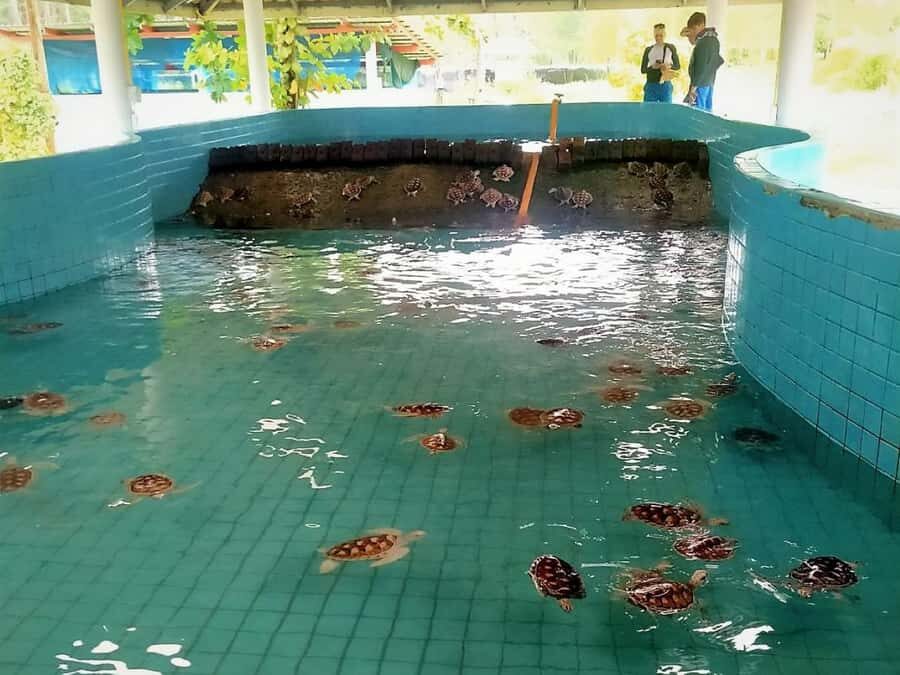 From Phuket: Elephant & Sea Turtle Conservation Private Tour - What Makes This Tour Stand Out?