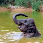 From Phuket: Ethical Elephant Interactive Trek and Tour - The Value of This Tour