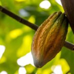 From Punta Cana: Full-Day Island Tour with Lunch - Authenticity and Value