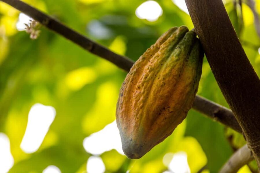 From Punta Cana: Full-Day Island Tour with Lunch - Authenticity and Value