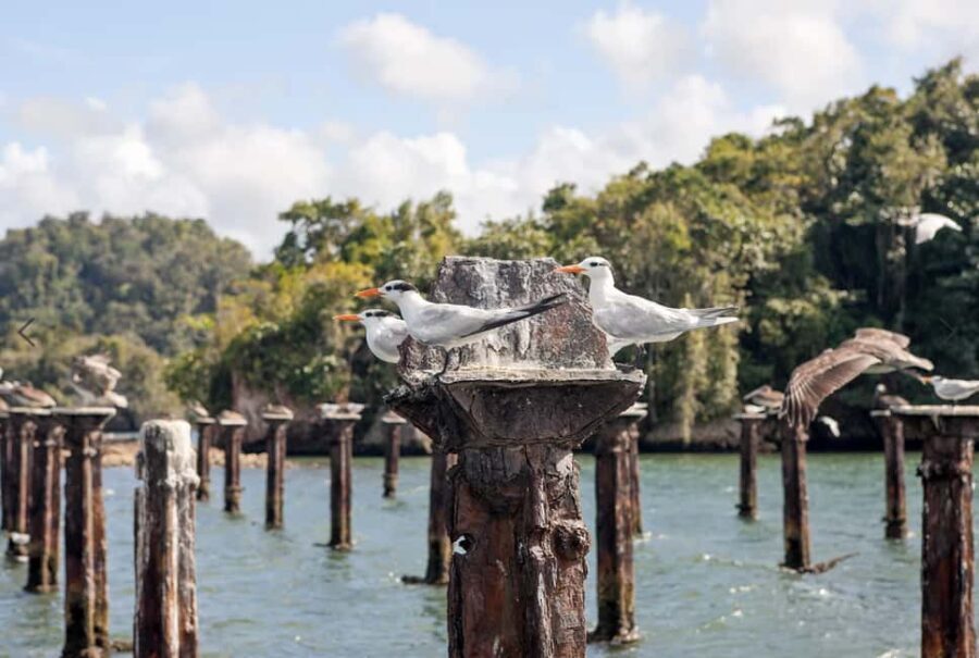 From Punta Cana: Los Haitises Tour: Mangroves, Caves + Round Mountain - What Makes This Tour Stand Out?