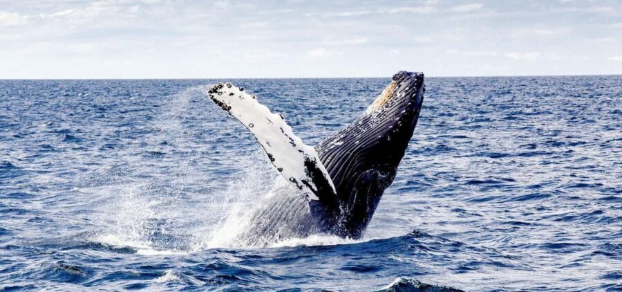 From Punta Cana: Samana and Bacardi Island Cruise and Tour - Transportation, Guides, and Overall Value