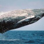 From Punta Cana: Samaná Whale Watching & Bacardi Island Tour - Practical Details and Tips