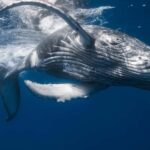 From Punta Cana: Sanctuary Whale Watching Day Trip - Transportation & Group Size