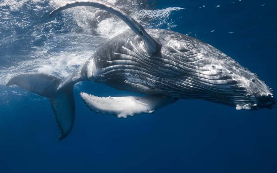 From Punta Cana: Sanctuary Whale Watching Day Trip - Transportation & Group Size