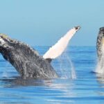 From Punta Canta: Whale Watching Cruise with Cayo Levantado - Authentic Traveler Experiences