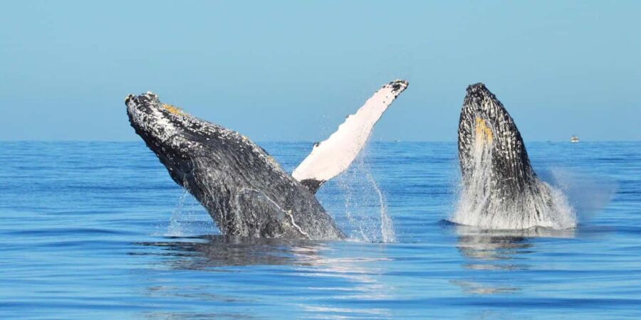 From Punta Canta: Whale Watching Cruise with Cayo Levantado - Authentic Traveler Experiences