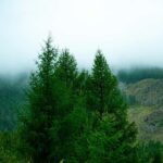 From Rishikesh: Day trek to Shivas Abode in Mystic Himalaya - What’s Included and How It Works