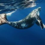 From Samaná: Whale Watching and Cayo Levantado Boat Tour - Is This Tour Worth It?