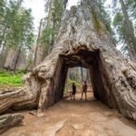 From San Jose:Enchanted Full Day Yosemite National Park Tour - What Travelers Say