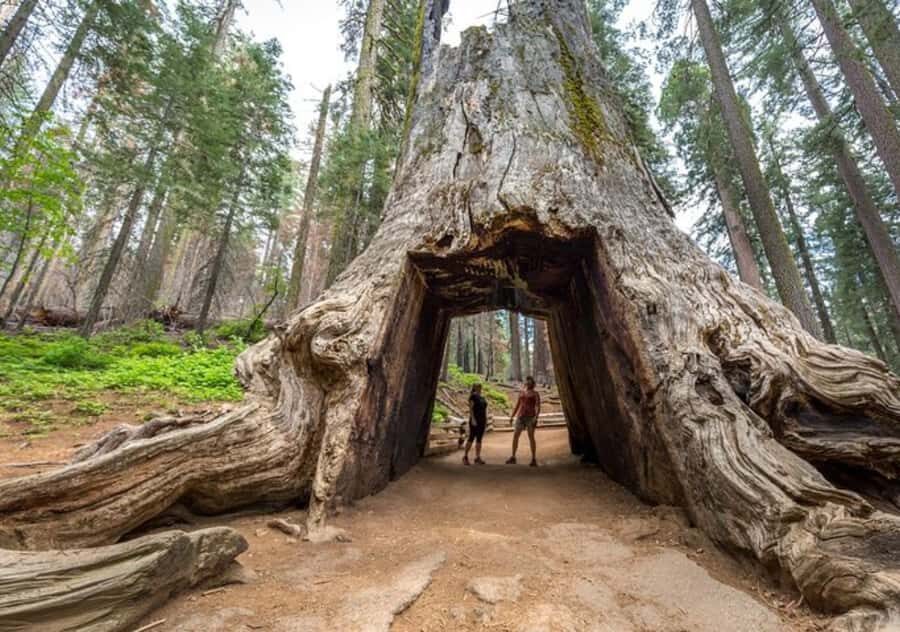 From San Jose:Enchanted Full Day Yosemite National Park Tour - What Travelers Say