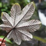 From San Juan: El Yunque Rainforest Hiking Adventure - What You’ll Experience: A Detailed Breakdown of the Day