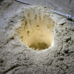 From Sandakan: 2D1N Turtle Island & Sepilok Wildlife Experience - Who Will Enjoy This Tour?