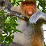 From Sandakan to Kinabatangan River Safari Boat Cruise Day Tour - Experience Breakdown: What to Expect from Start to Finish