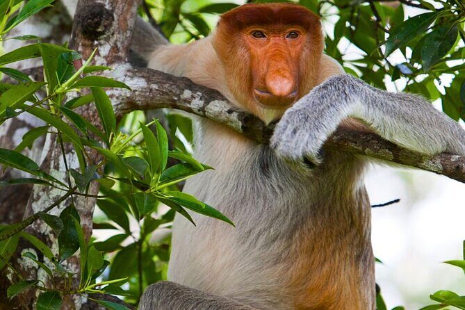 From Sandakan to Kinabatangan River Safari Boat Cruise Day Tour - Experience Breakdown: What to Expect from Start to Finish